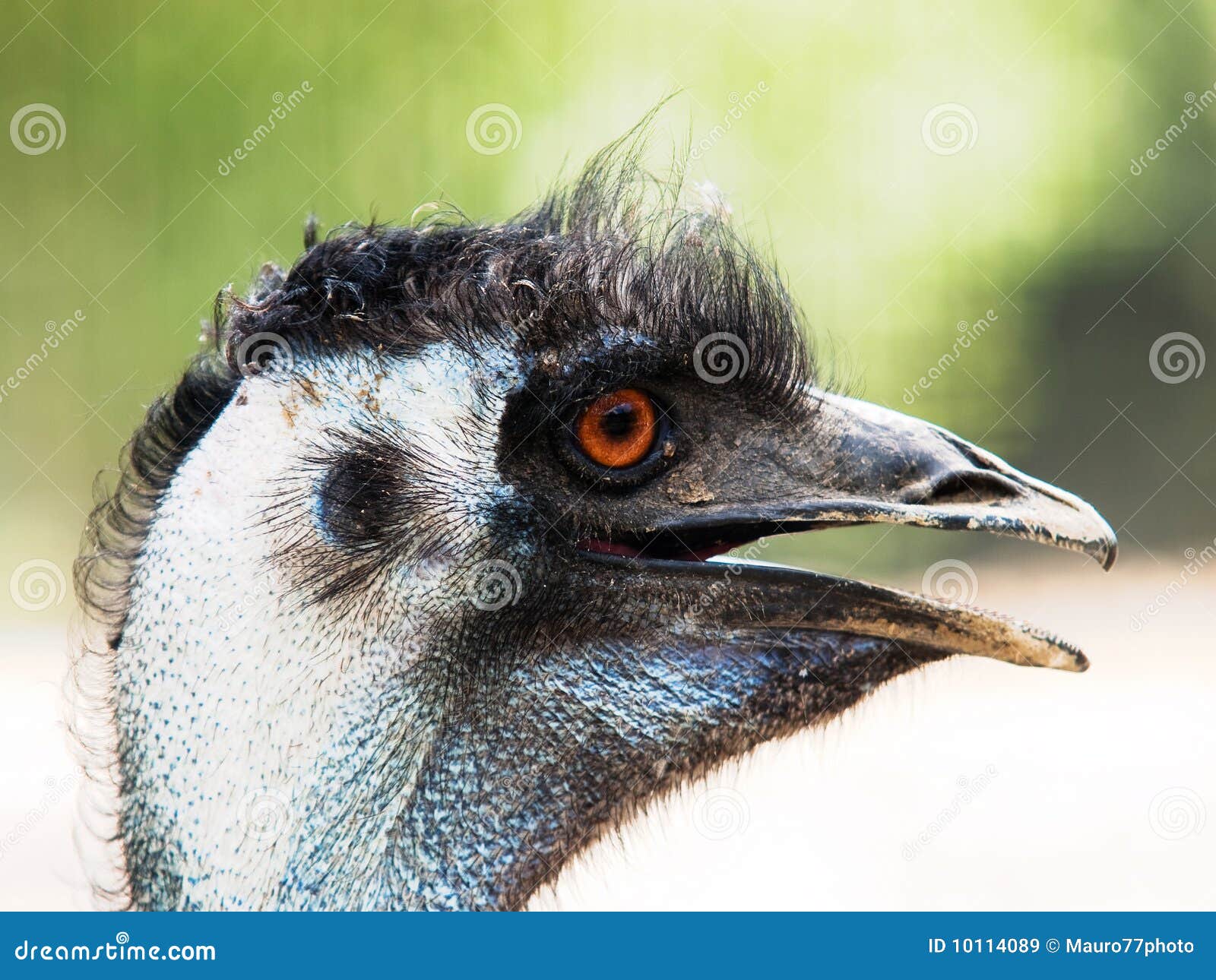 Struzzo divertente immagine stock. Immagine di natura - 10114089