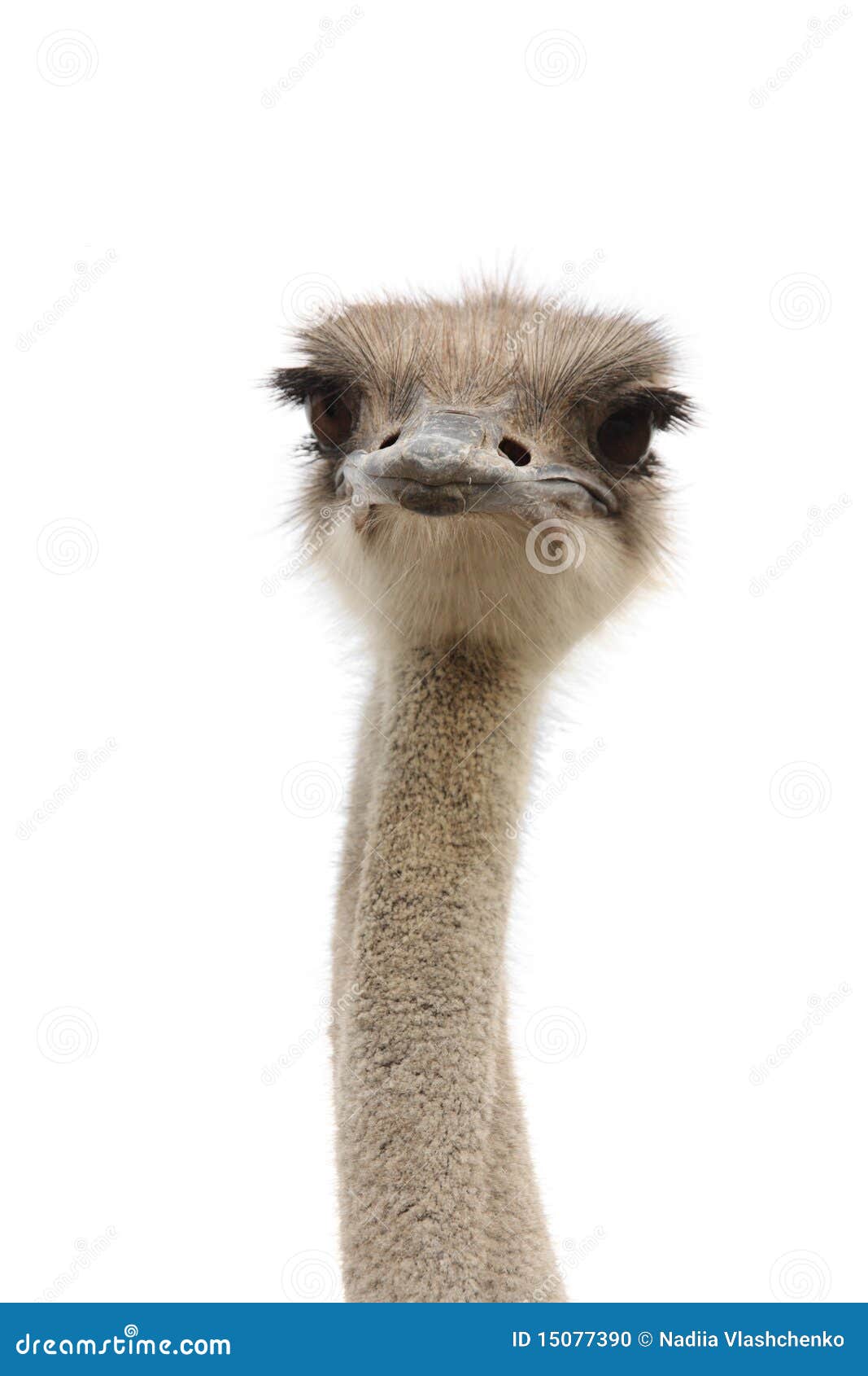 Struzzo divertente fotografia stock. Immagine di aruba - 15077390