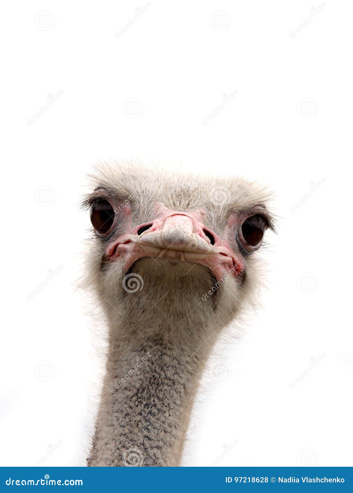 Struzzo isolato su bianco fotografia stock. Immagine di taglio - 97218628