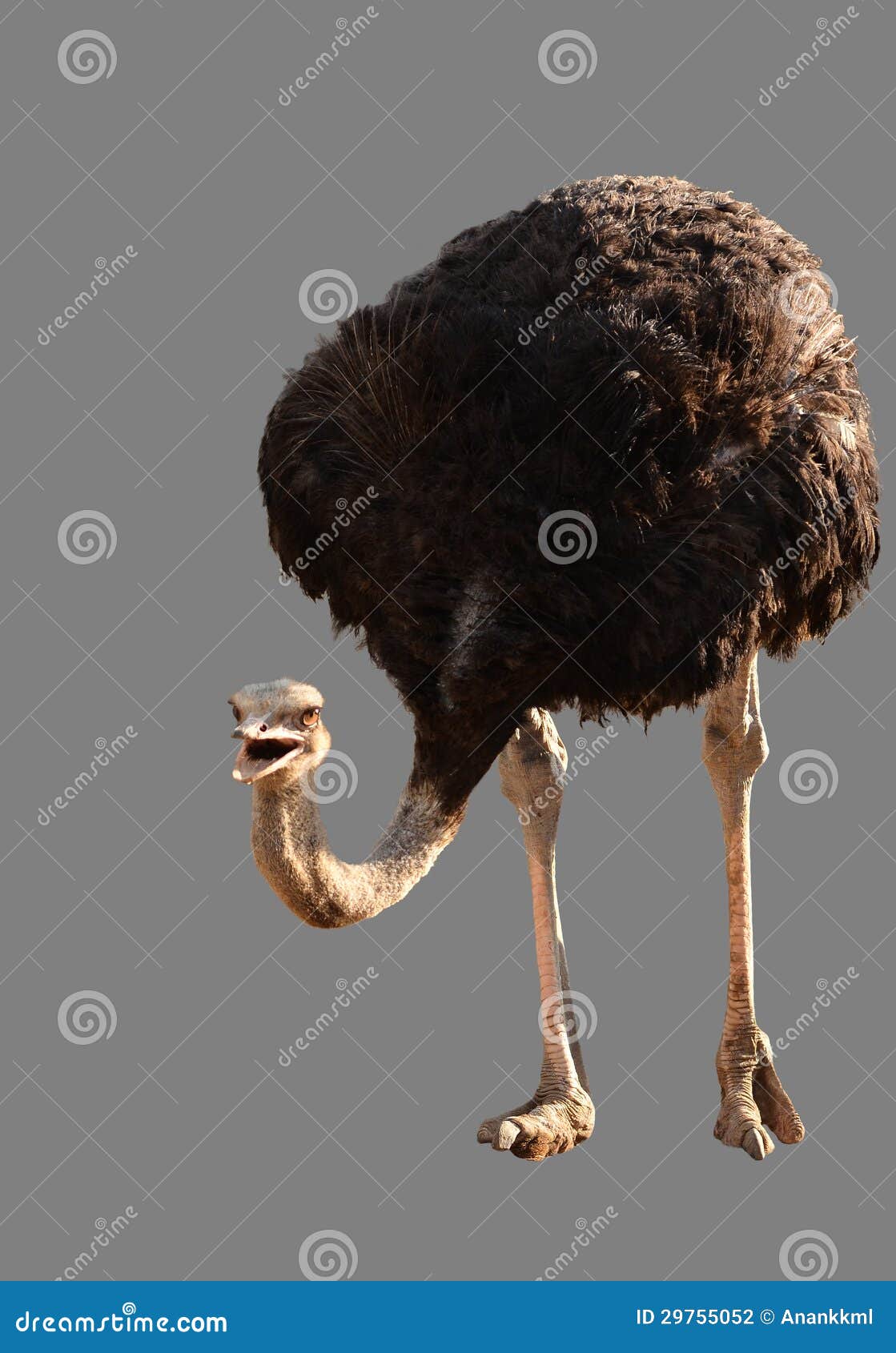 Struzzo fotografia stock. Immagine di isolato, nero, piuma - 29755052