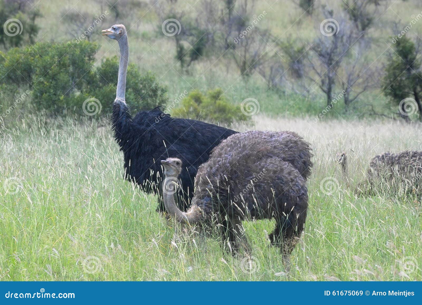 Struzzo Maschio (camelus Dello Struthio) Immagine Stock - Immagine di ...