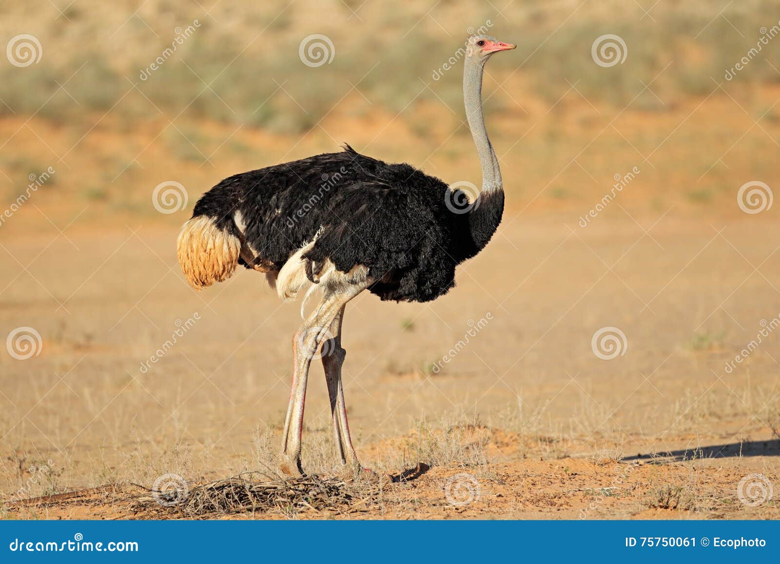 Struzzo Maschio in Habitat Naturale Immagine Stock - Immagine di ...