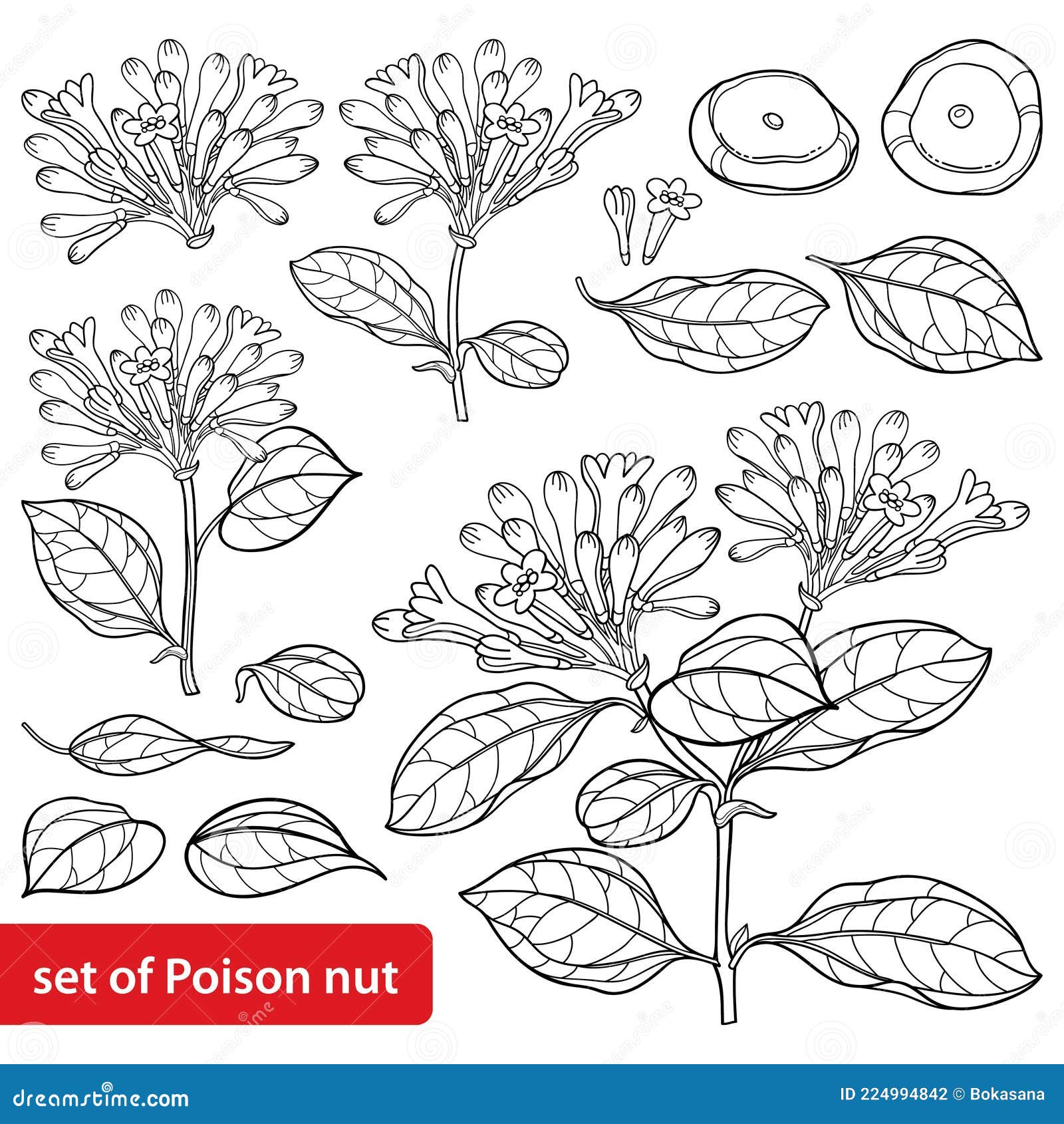 Poison Nut Strychnos Nux-vomica , Medicinal Plant Cartoon Vector ...