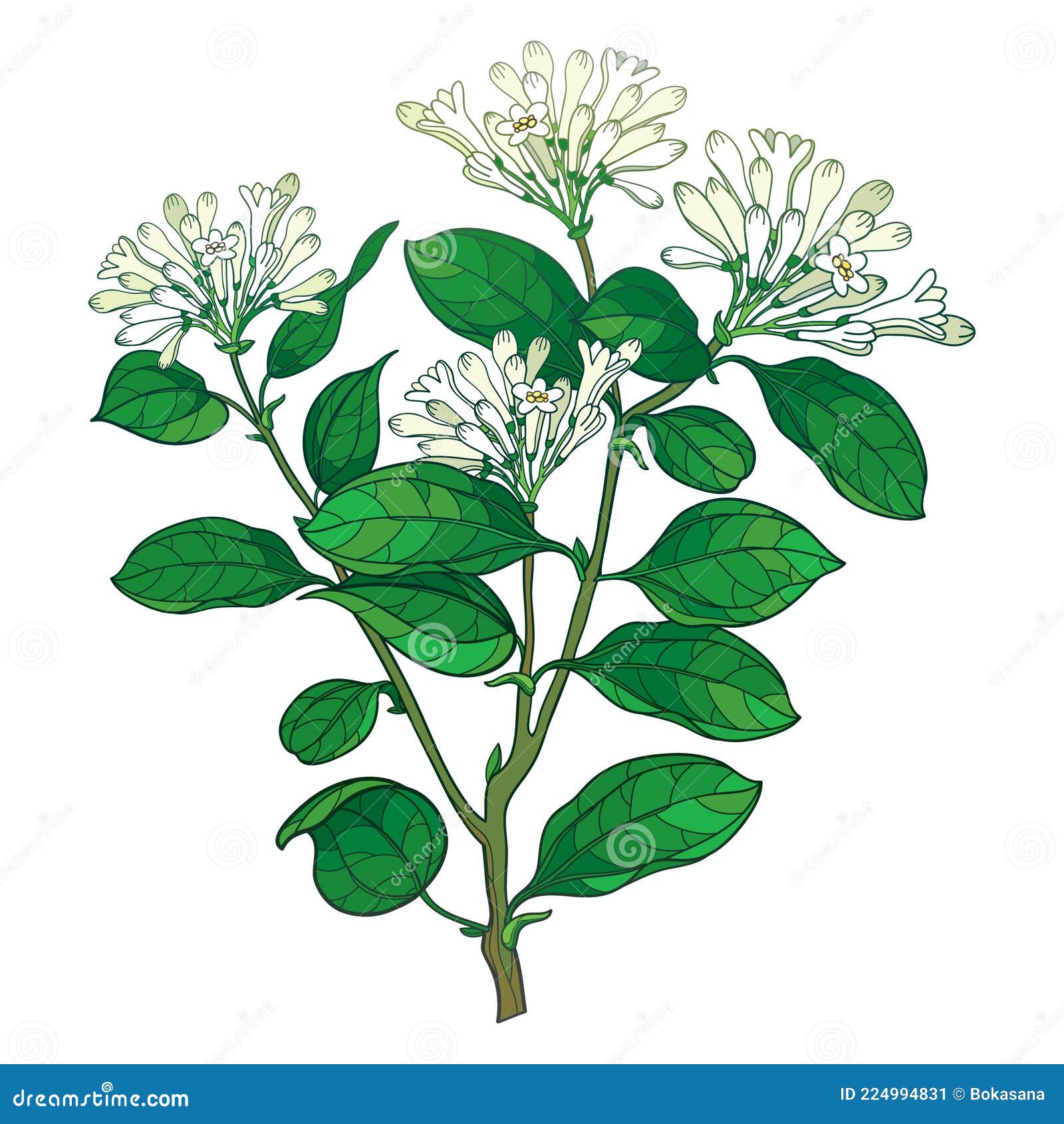 Vector Branch of Outline Toxic Strychnos Nux-vomica or Poison Nut ...