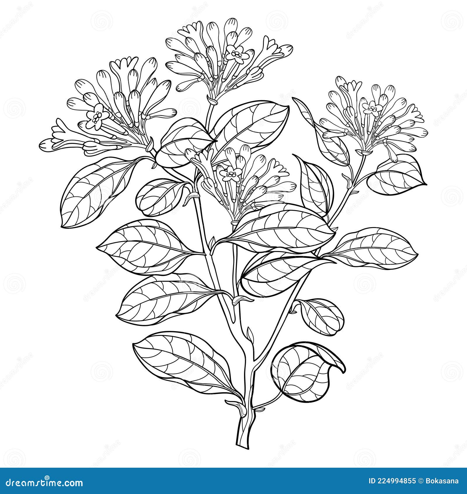 Strychnine Poisonous Alkaloid Molecule. Isolated From Strychnos Nux ...