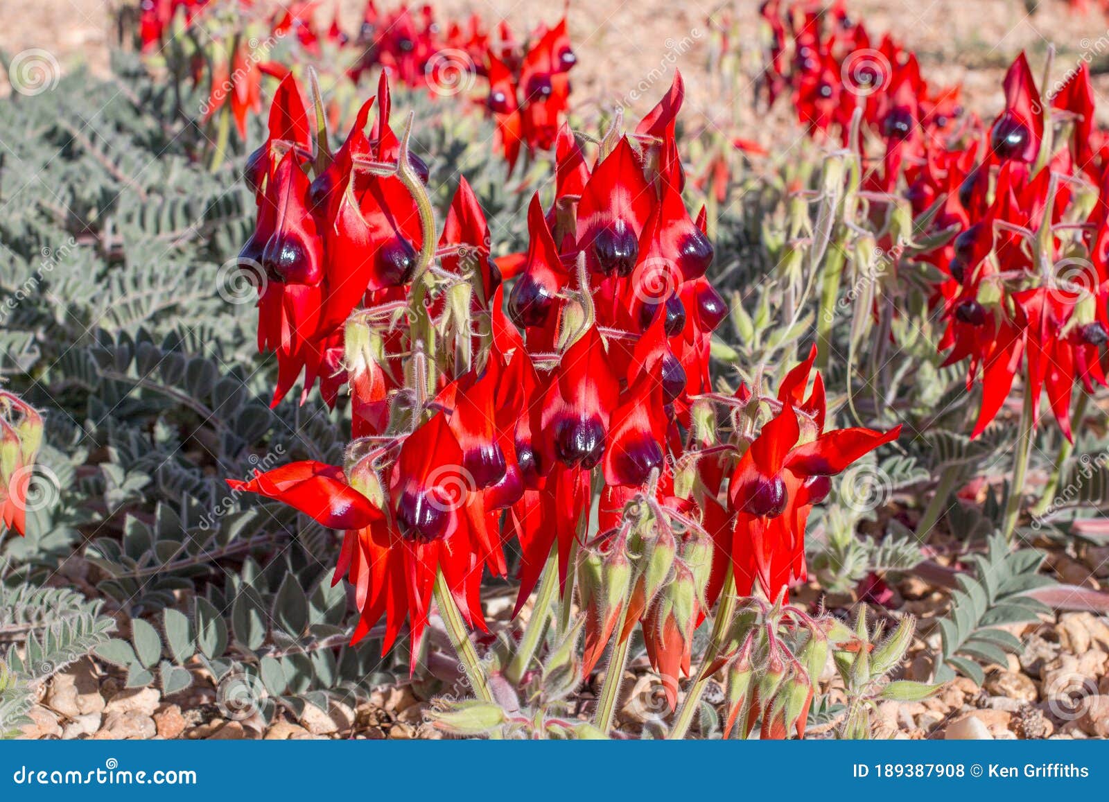 Stuart`s Desert Pea stock photo. Image of earth, australia - 189387908