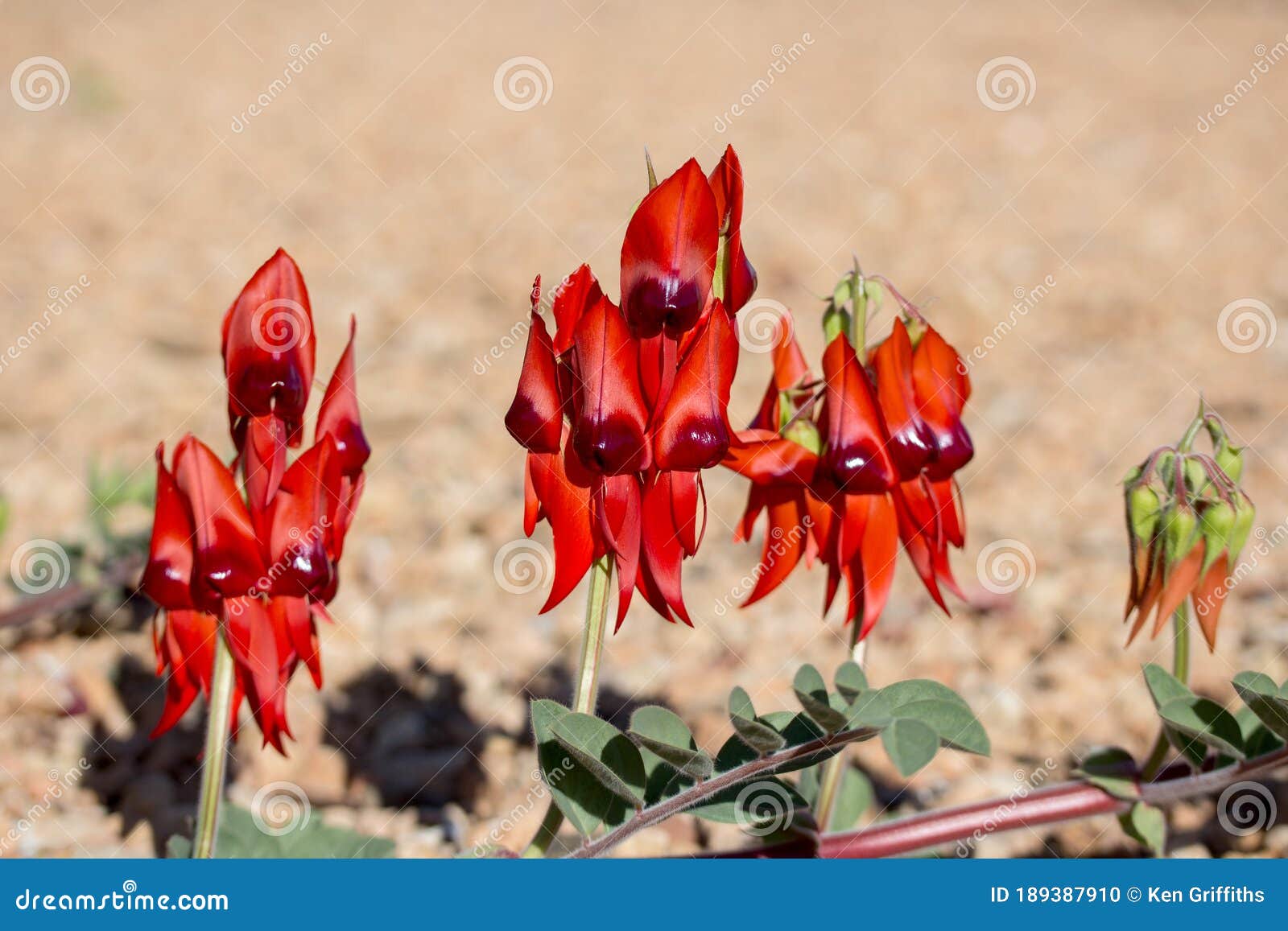 Stuart`s Desert Pea stock photo. Image of earth, stuarts - 189387910