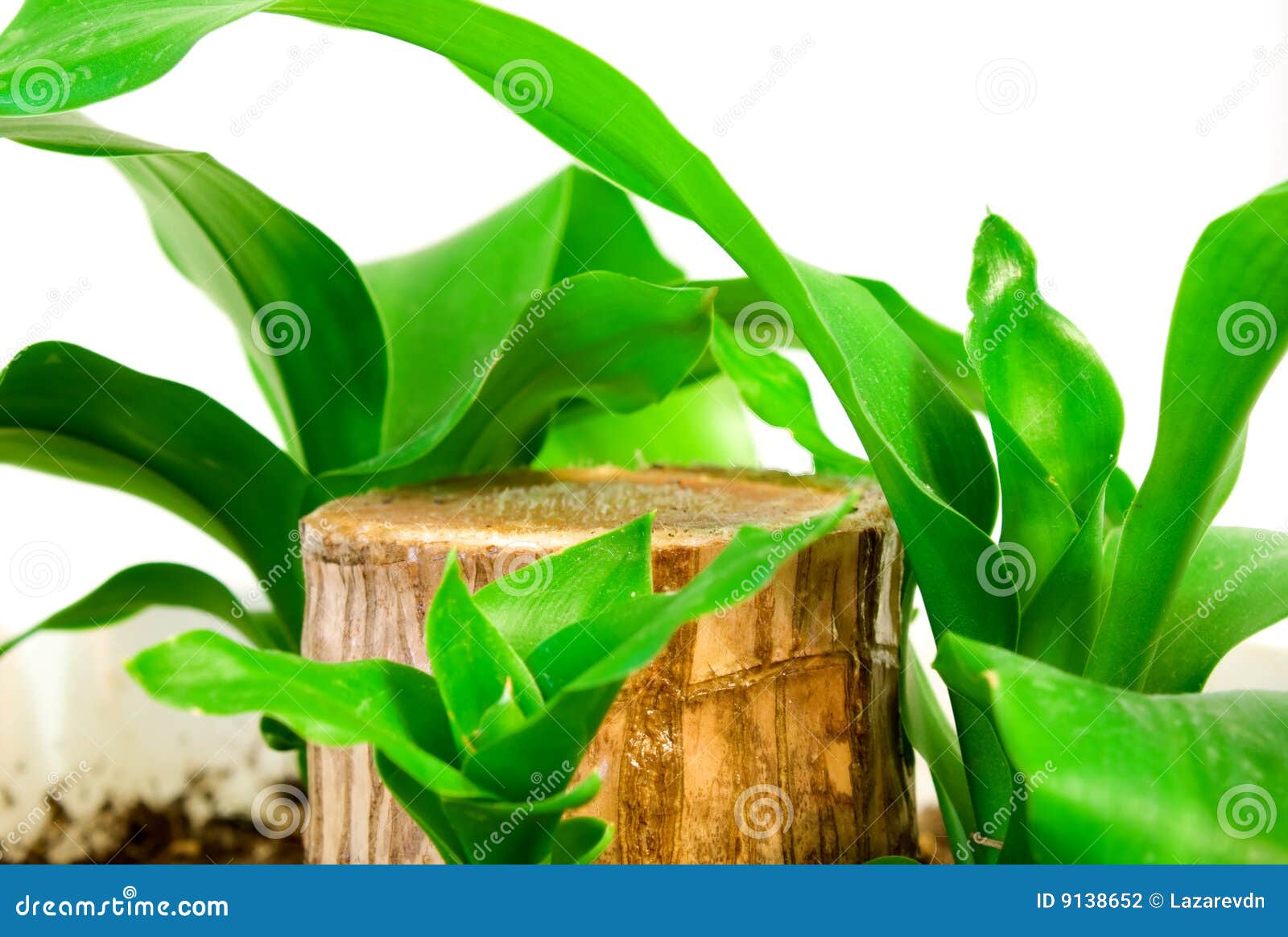 Stub stock photo. Image of blue, flora, crack, bark, green - 9138652