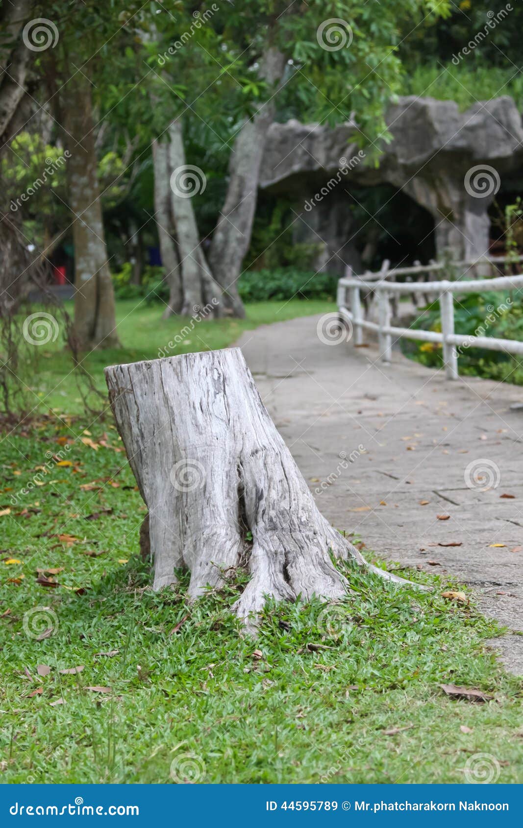 Stub of aged tree stock image. Image of chips, aged, tree - 44595789