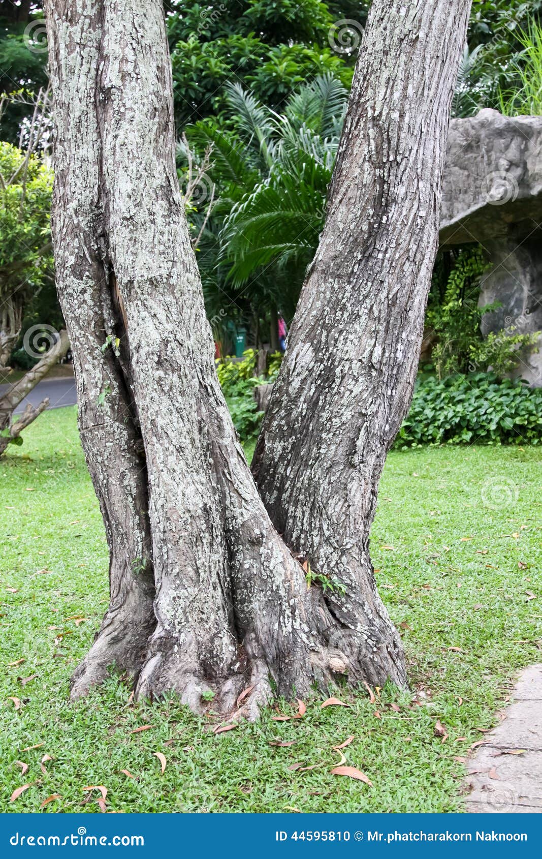 Stub Of Aged Tree Royalty-Free Stock Photo | CartoonDealer.com #44595789