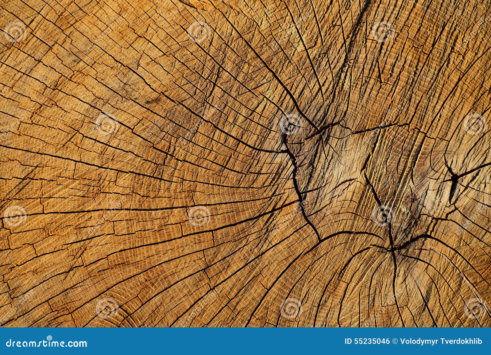 Stub background closeup stock photo. Image of bark, firewood - 55235046