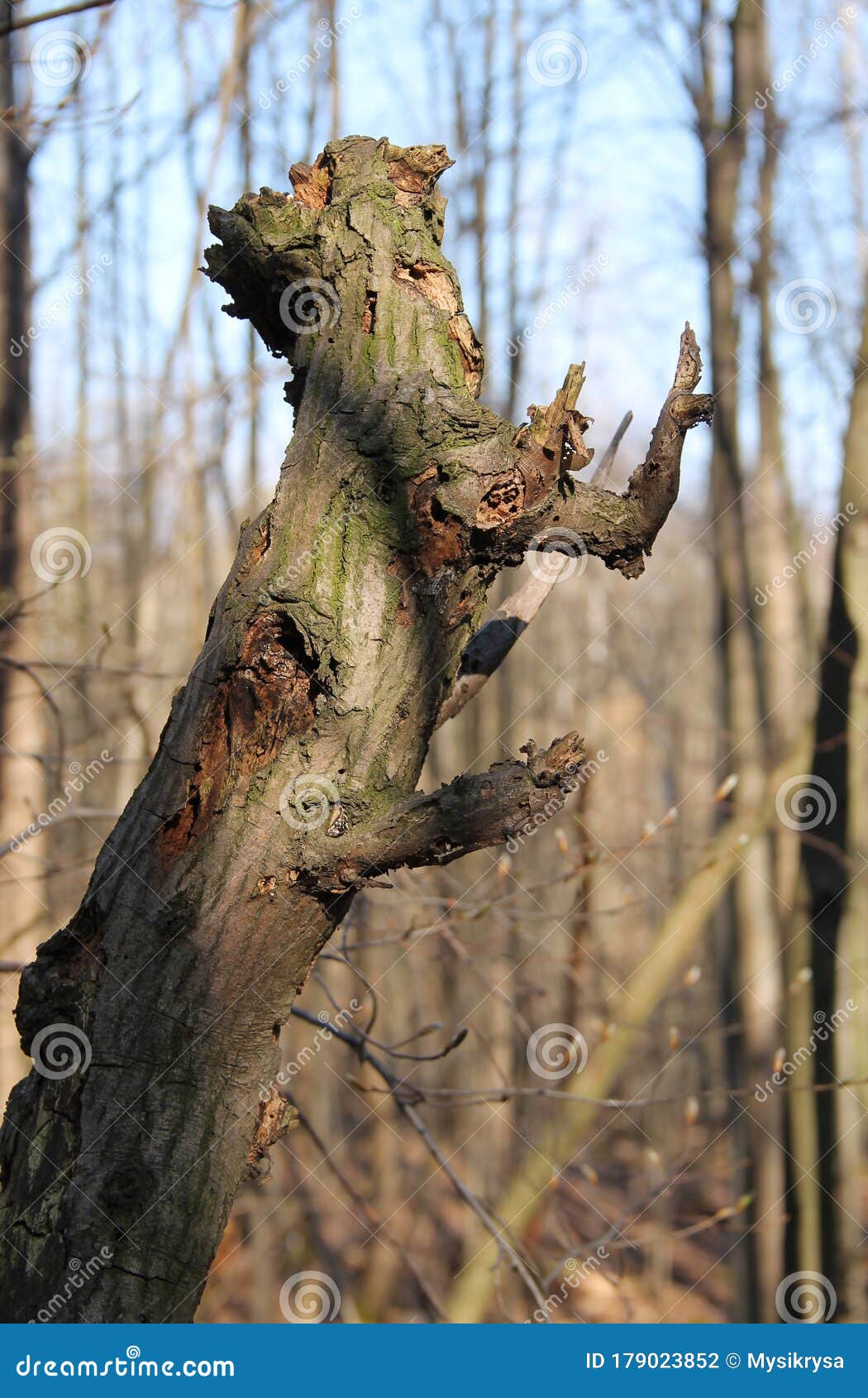 Branch stub stock photo. Image of vegetation, ecosystem - 179023852