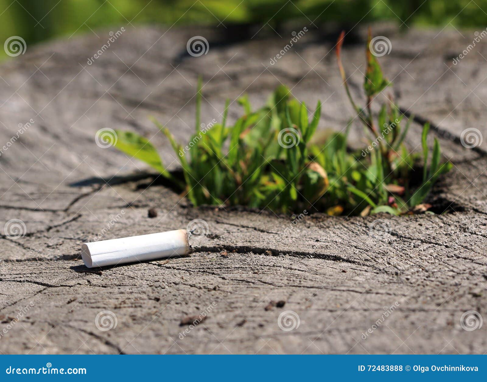Stub of Cigarette Lying on a Tree Stump Germinating Stock Photo - Image ...