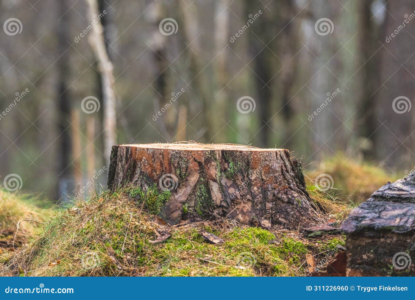 Stub of a Cut Down Tree in a Forest.. Stock Photo - Image of forest ...