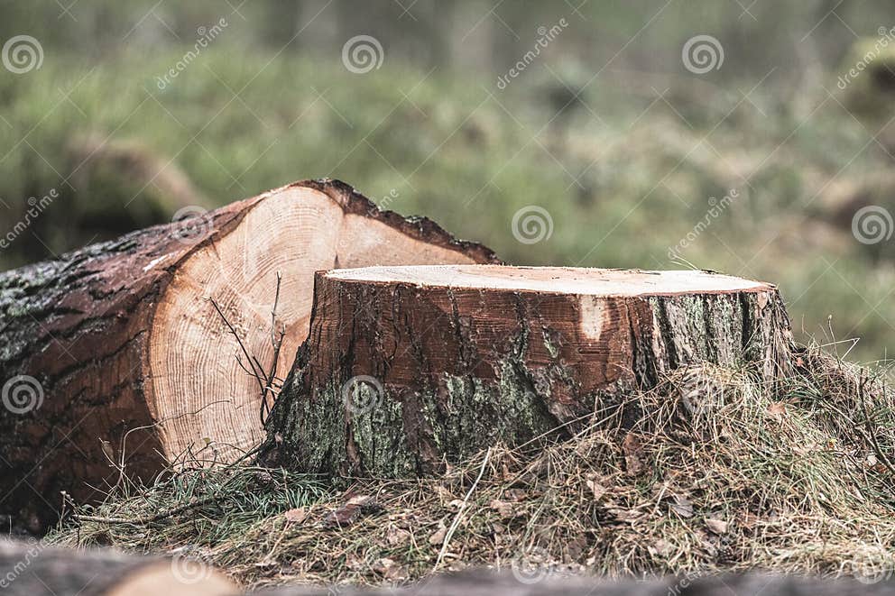 Stub of a Cut Down Tree in a Forest.. Stock Image - Image of grass ...