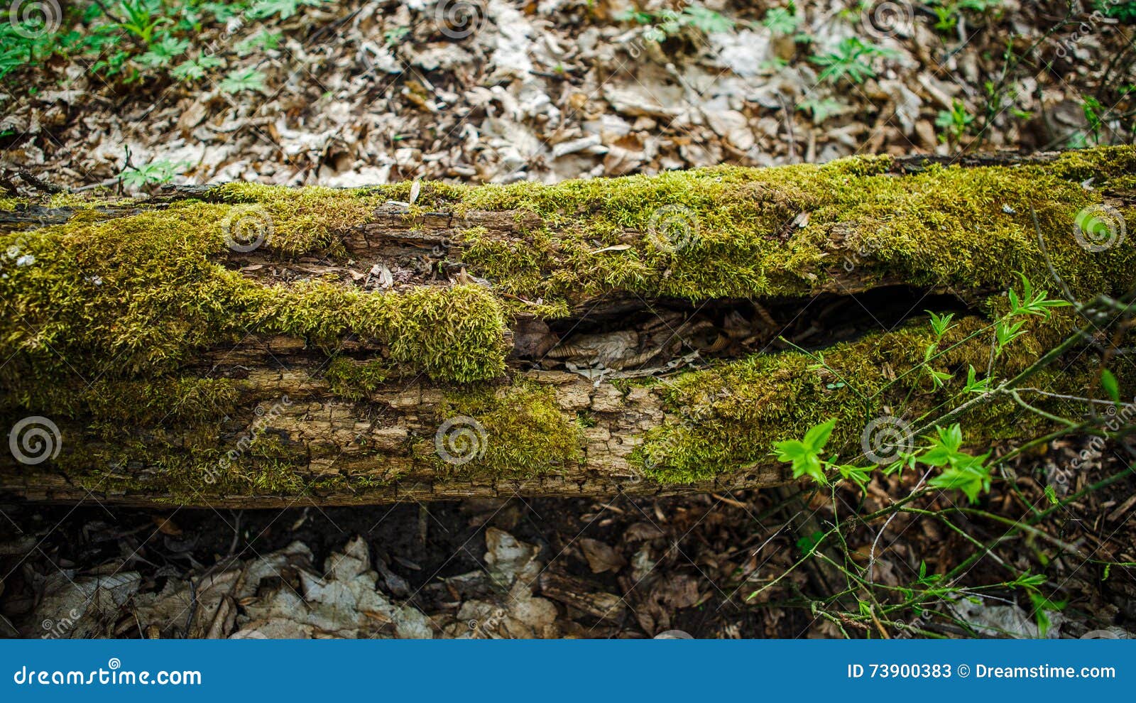 Stub in the green grass stock image. Image of grass, green - 73900383