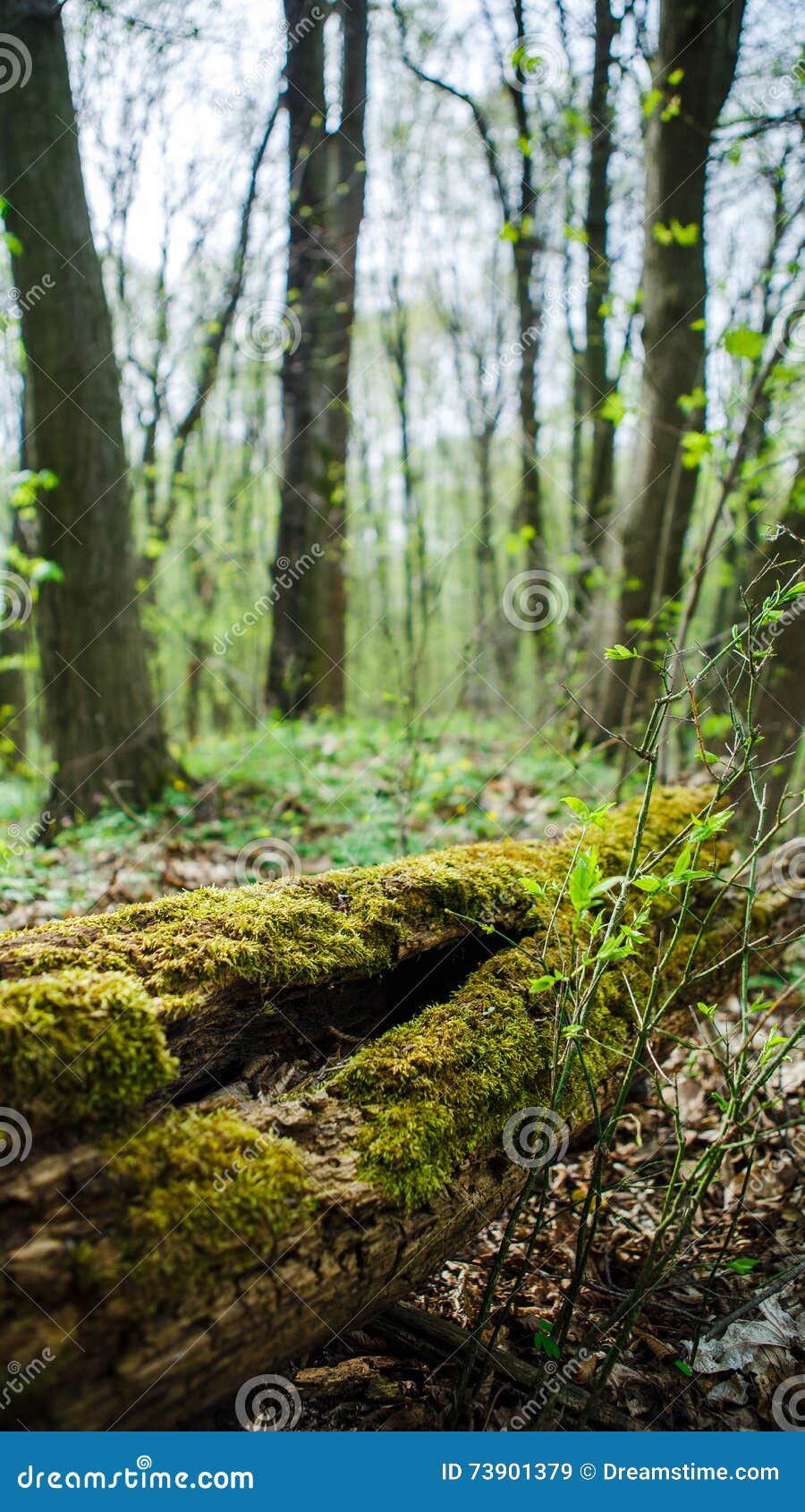 Stub in the green grass stock image. Image of leaf, nature - 73901379
