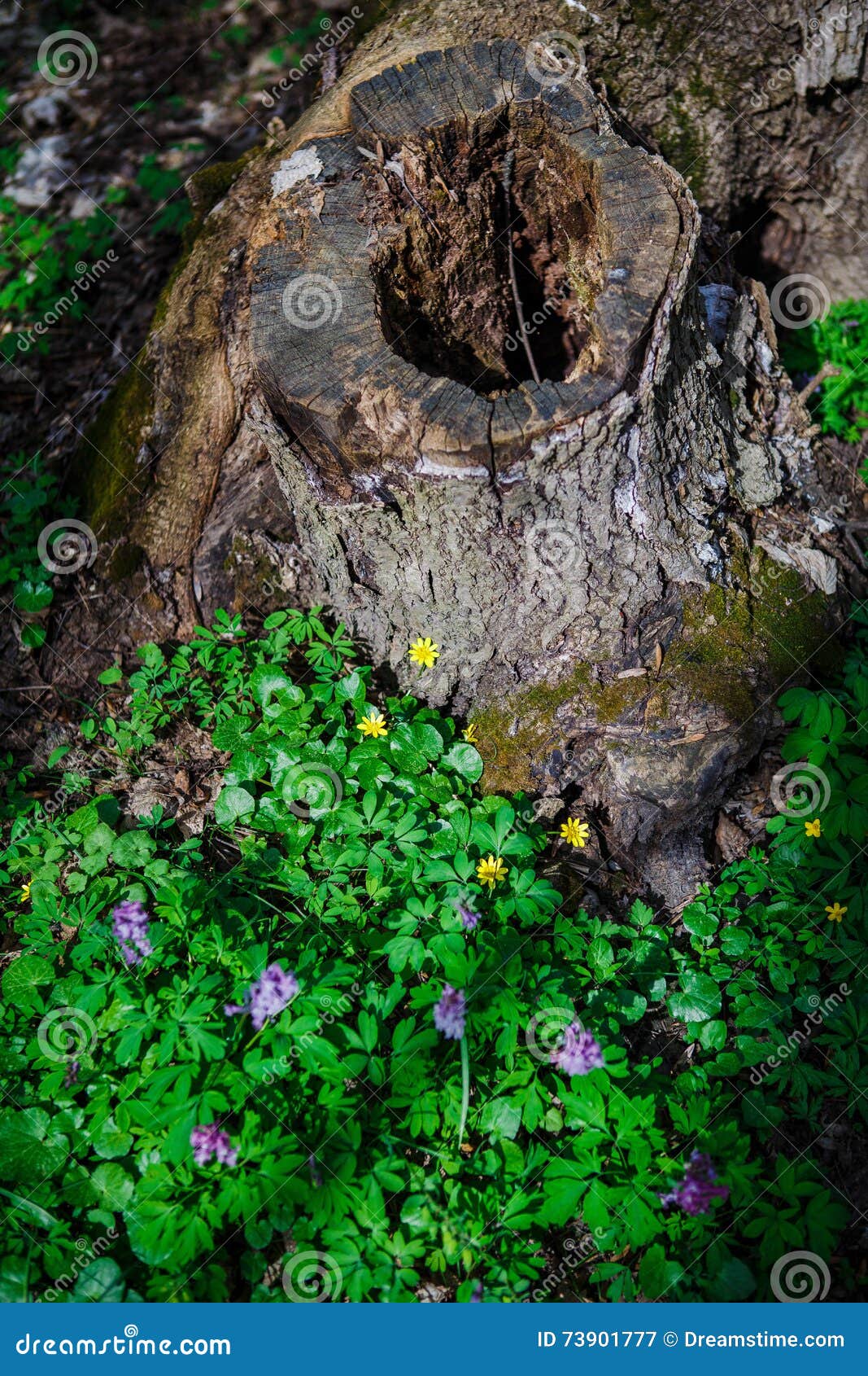 Stub in the green grass stock image. Image of water, forest - 73901777
