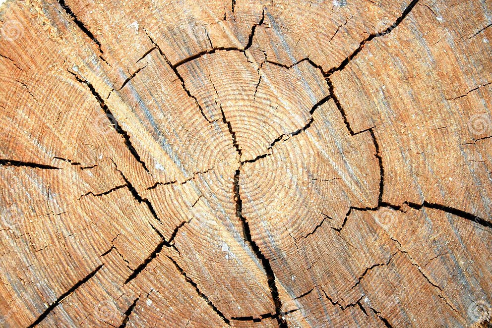 Stub texture stock photo. Image of nature, board, abstract - 11314372