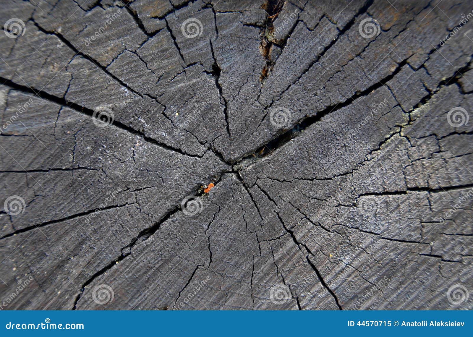 Stub, timber stock image. Image of crack, woodworking - 44570715