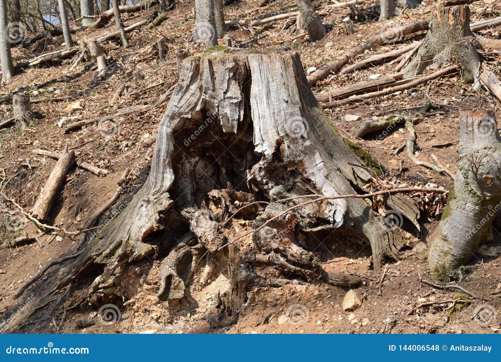 Stub of a tree stock photo. Image of wood, root, forest - 144006548