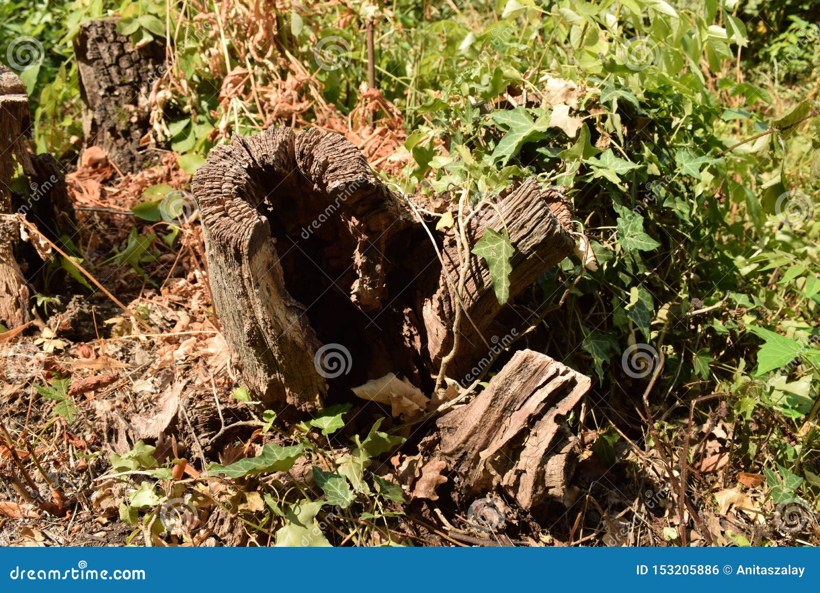Stub of a tree in wood stock photo. Image of nature - 153205886
