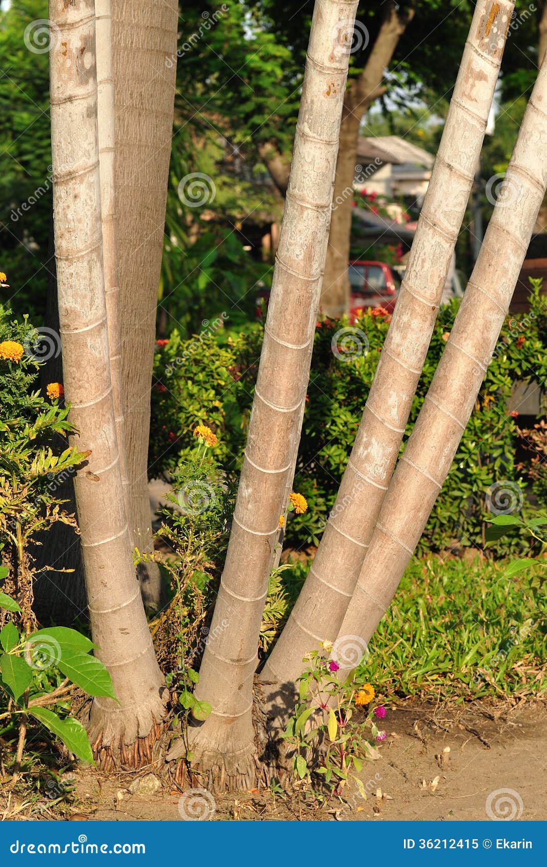 Stub and Trunk of Tree in Evening. Stock Image - Image of cycas, curve ...