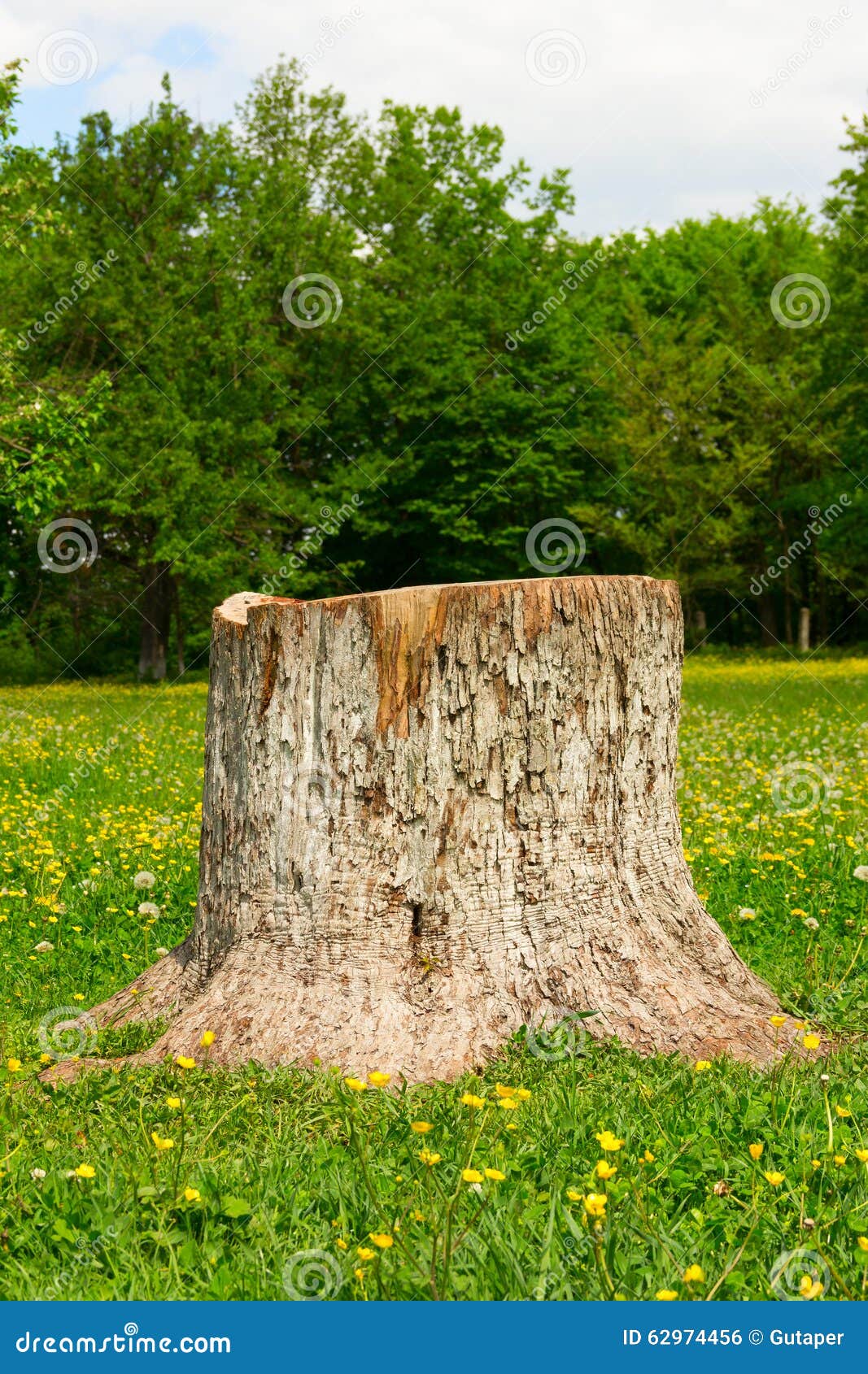 Stubben arkivfoto. Bild av skog, sett, stubbe, utomhus - 62974456