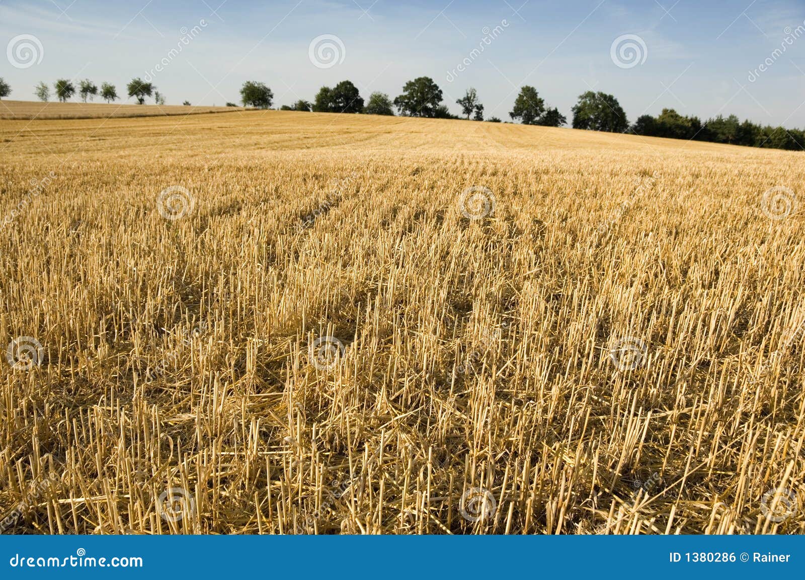 Stubble stock photo. Image of farm, produce, agricultural - 1380286