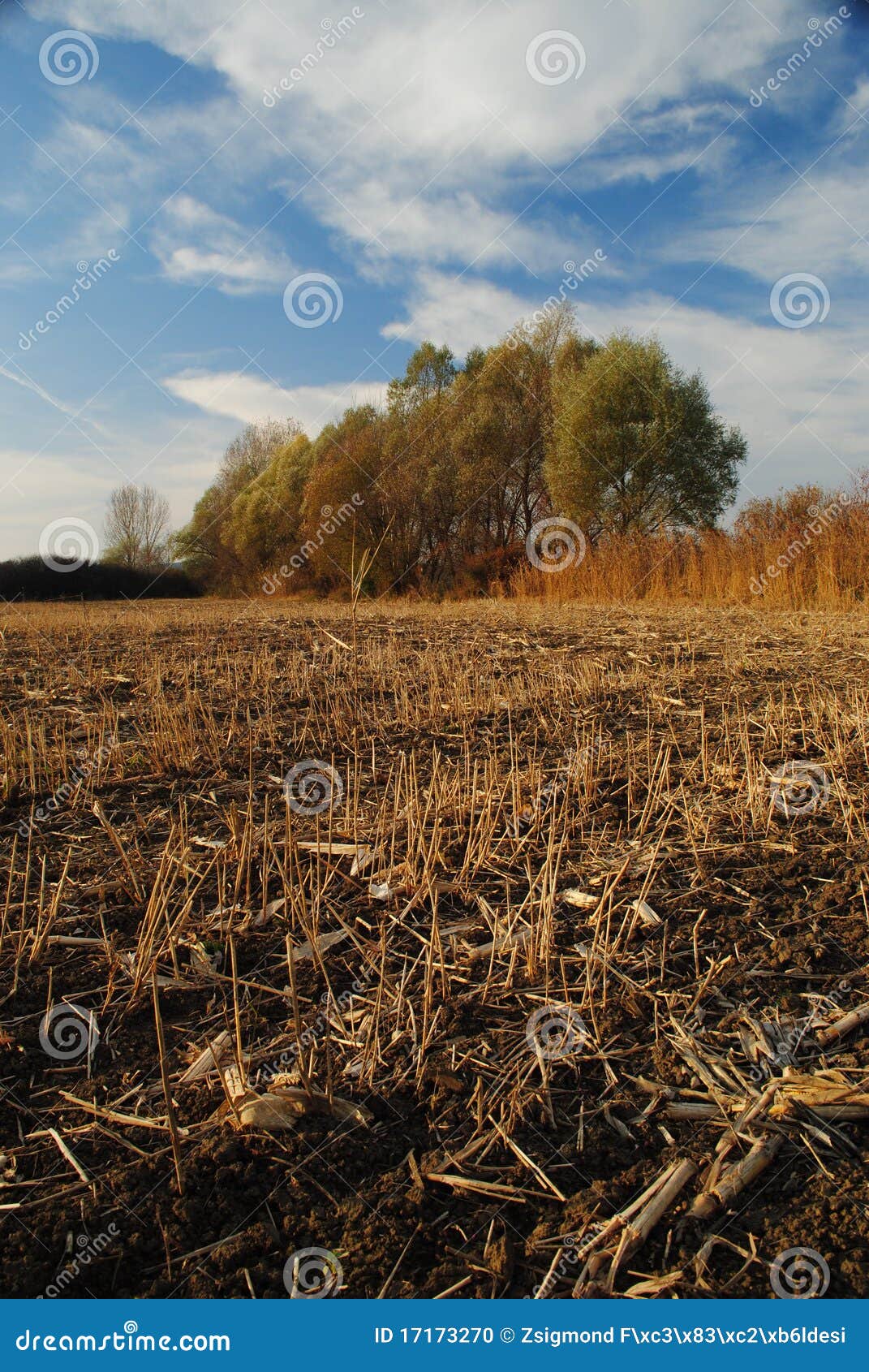 Stubble stock photo. Image of harvest, soil, crop, farm - 17173270