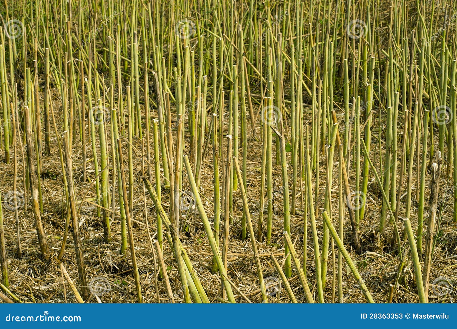 Stubble stock image. Image of casual, rural, lifestyle - 28363353