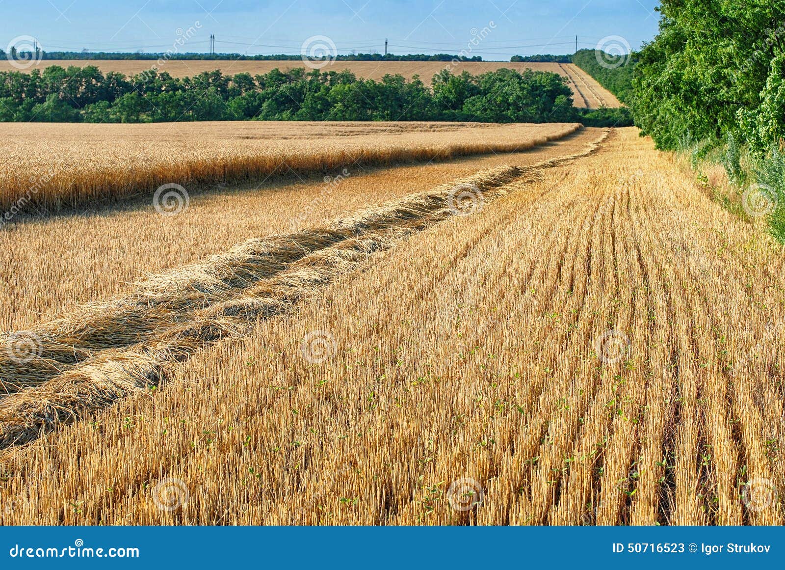 Stubble and Chaff after Wheat Harvesting Stock Image - Image of crop ...