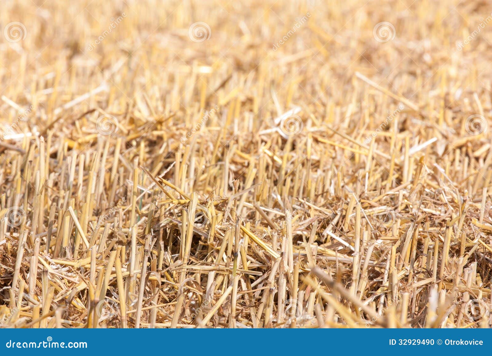 Stubble stock photo. Image of close, bright, land, food - 32929490