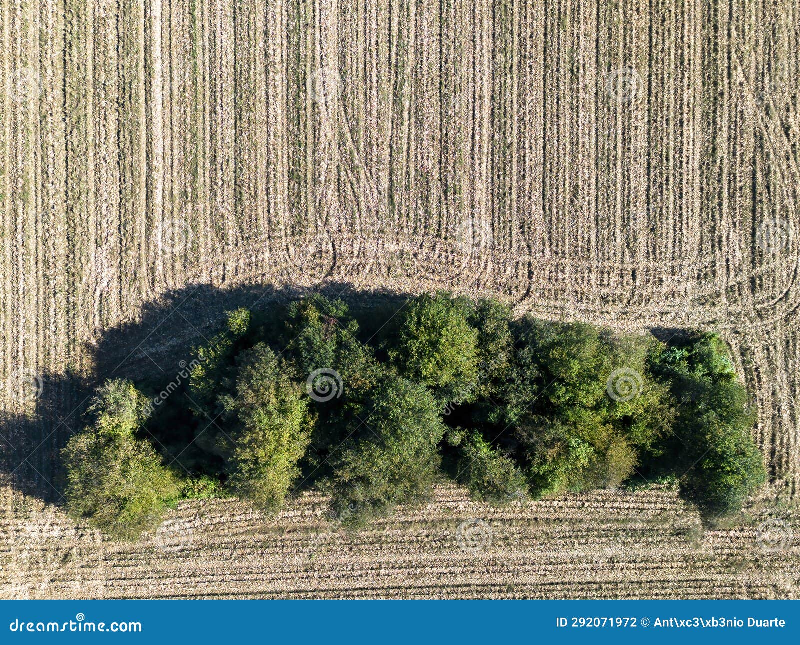 Stubble from a Corn Field and Trees Stock Photo - Image of multi, tree ...
