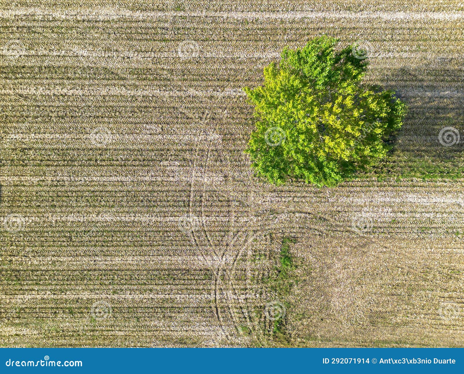 Stubble from a Corn Field and Trees. Natural Background. Stock Photo ...