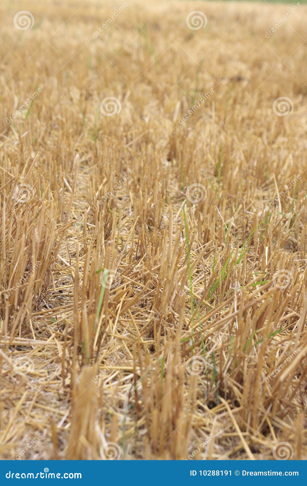 Stubble field stock image. Image of outdoor, agriculture - 10288191