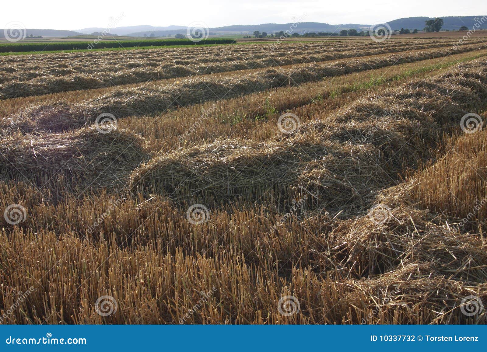 Stubble field stock photo. Image of wheat, straw, golden - 10337732