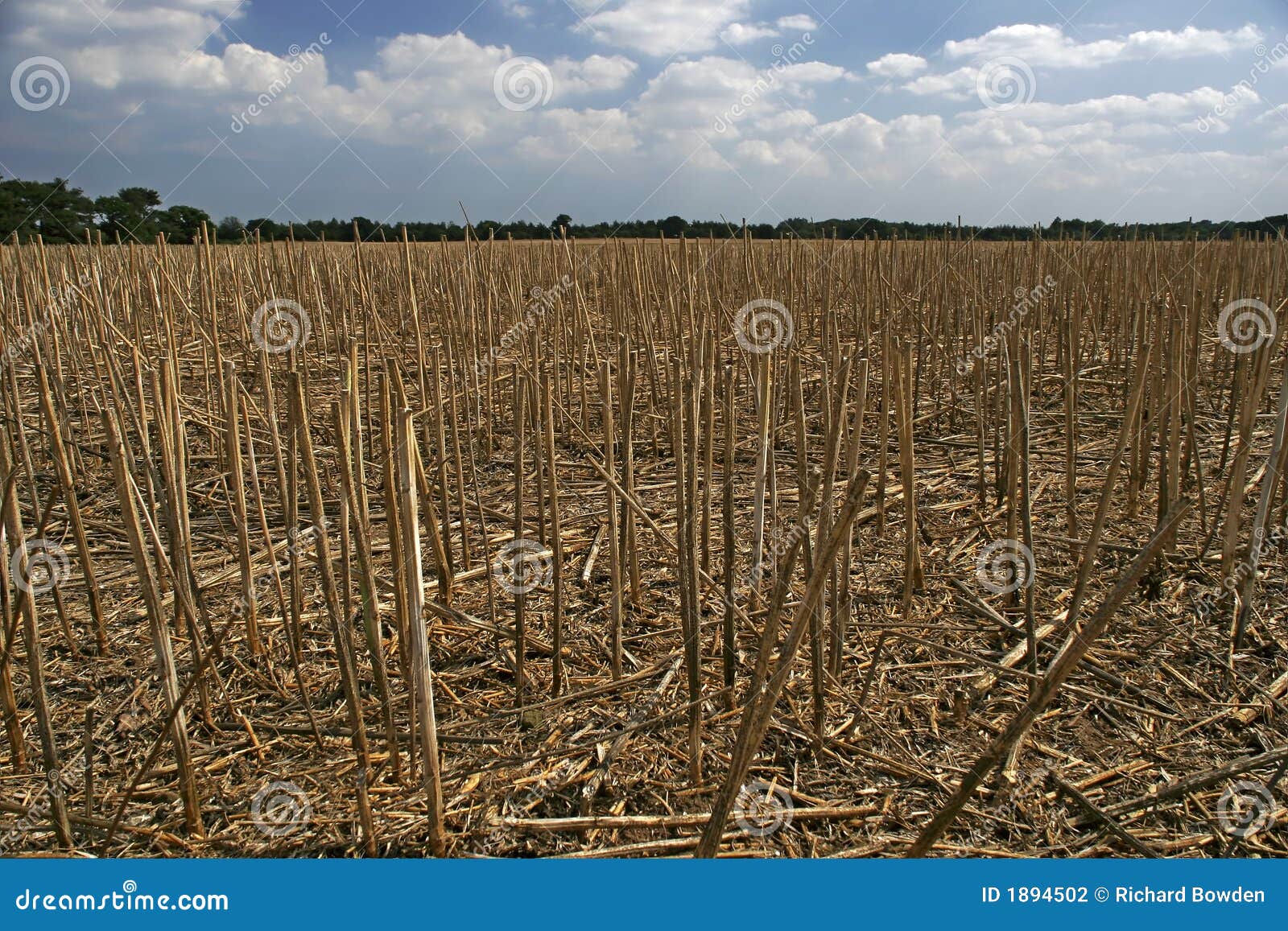 Stubble Field stock photo. Image of twig, straw, stubble - 1894502
