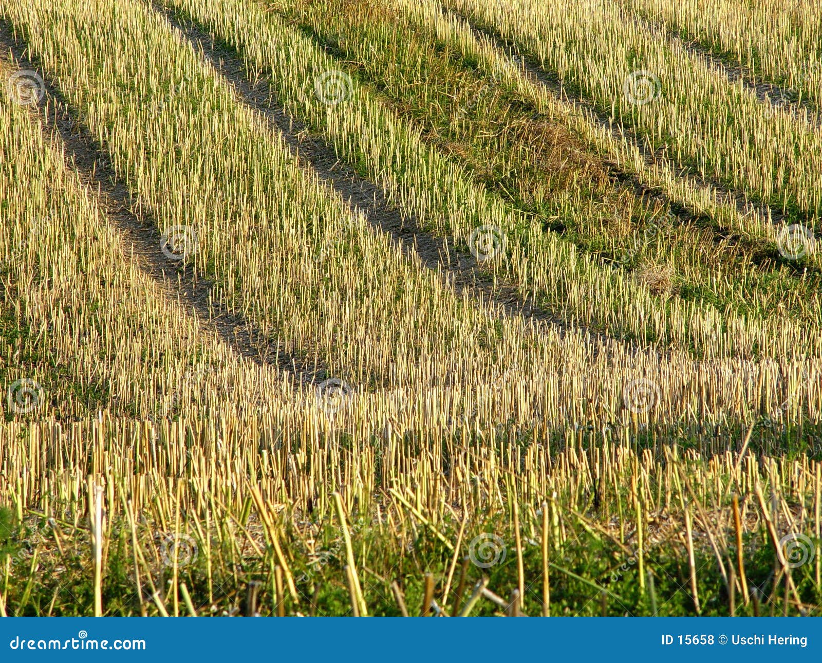 Stubble field 2 stock photo. Image of texture, textures - 15658