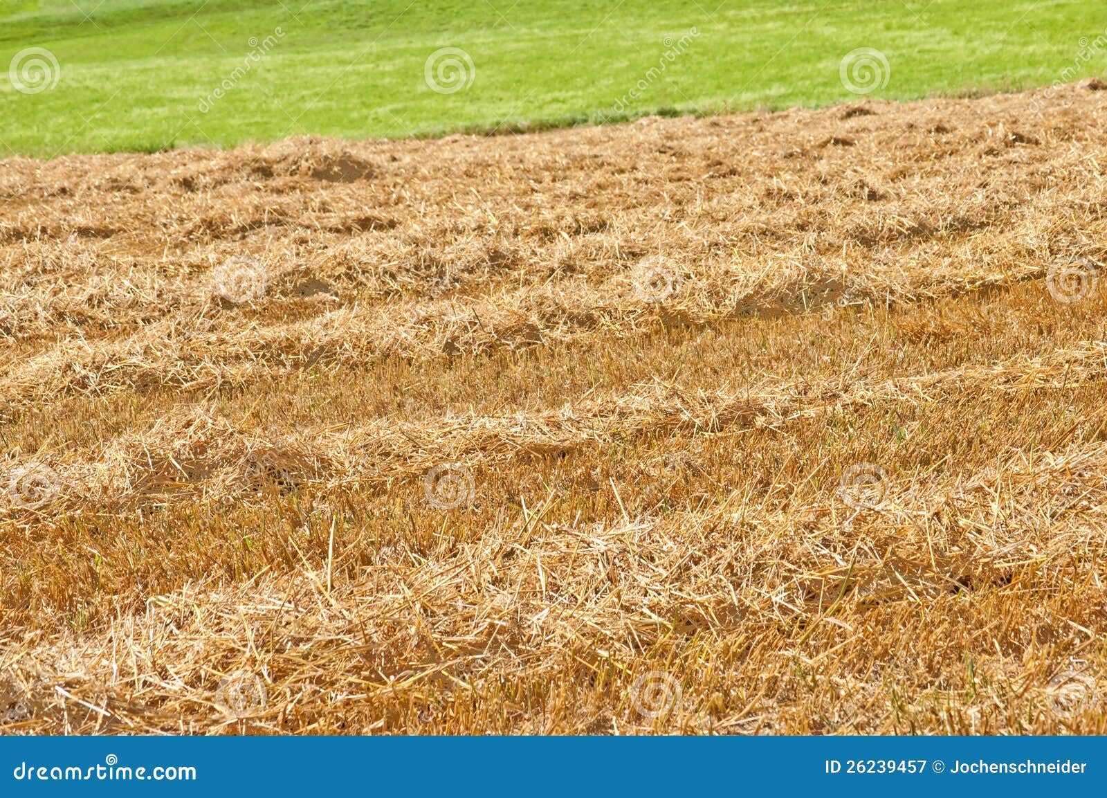 Stubble field stock image. Image of agriculture, design - 26239457