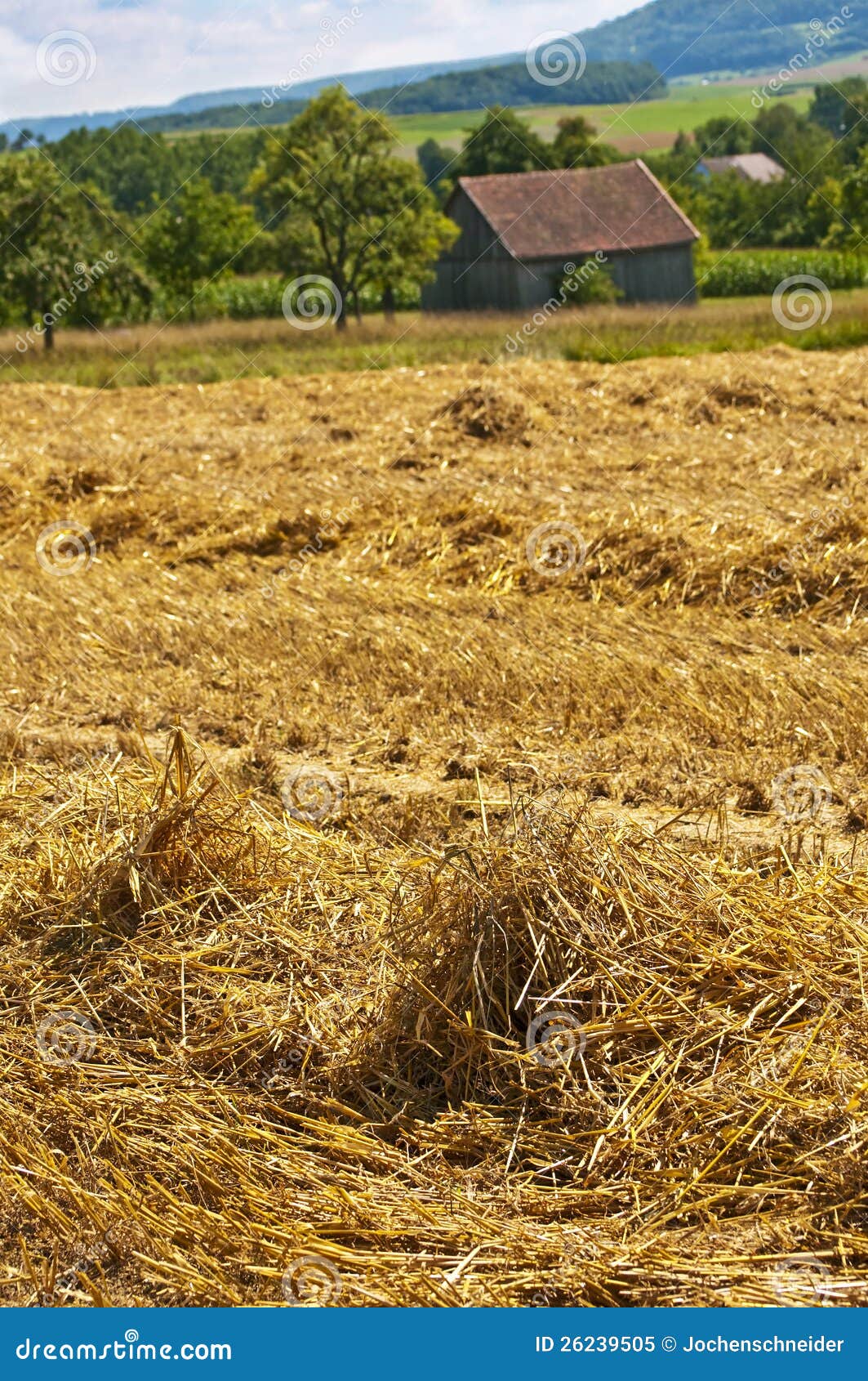 Stubble field stock image. Image of straw, country, rural - 26239505