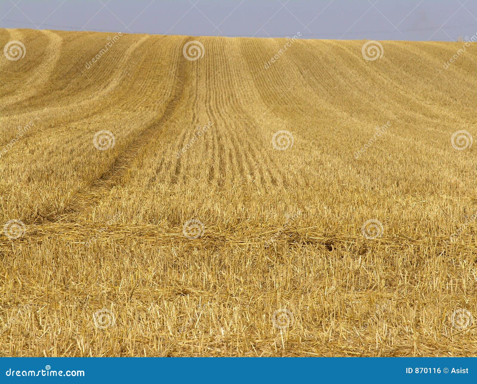 Stubble field stock photo. Image of fields, harvest, denmark - 870116