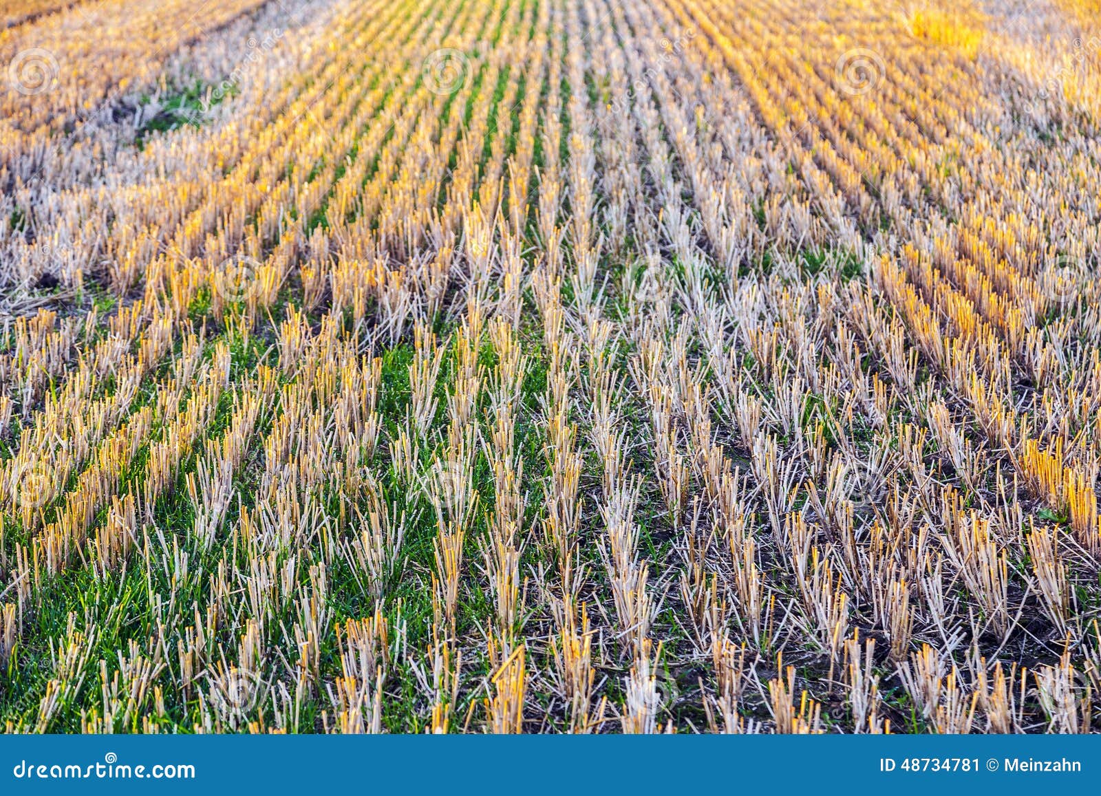 Stubble Field stock image. Image of green, golden, grass - 48734781