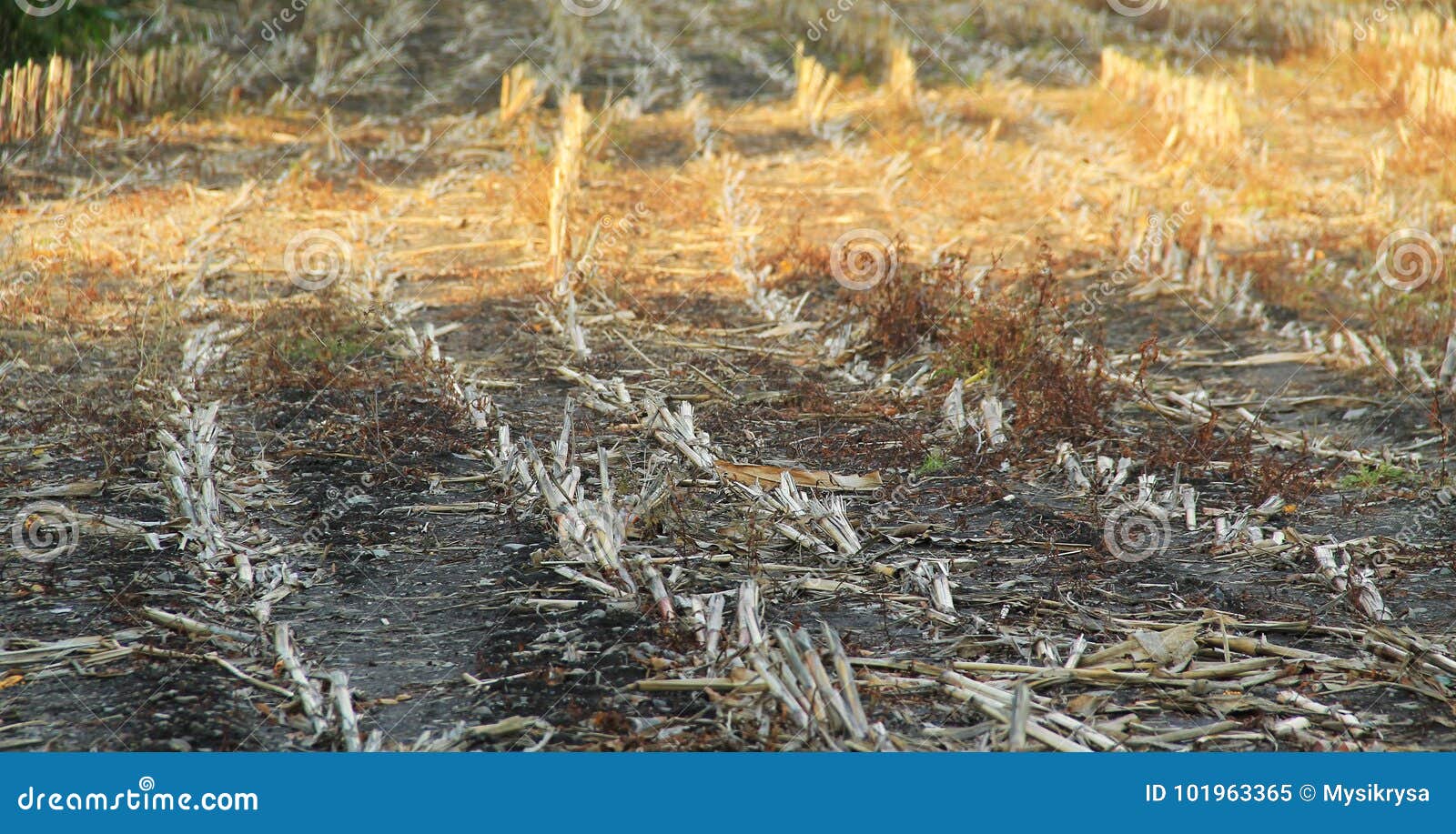Stubble stock image. Image of rural, cropping, countryside - 101963365