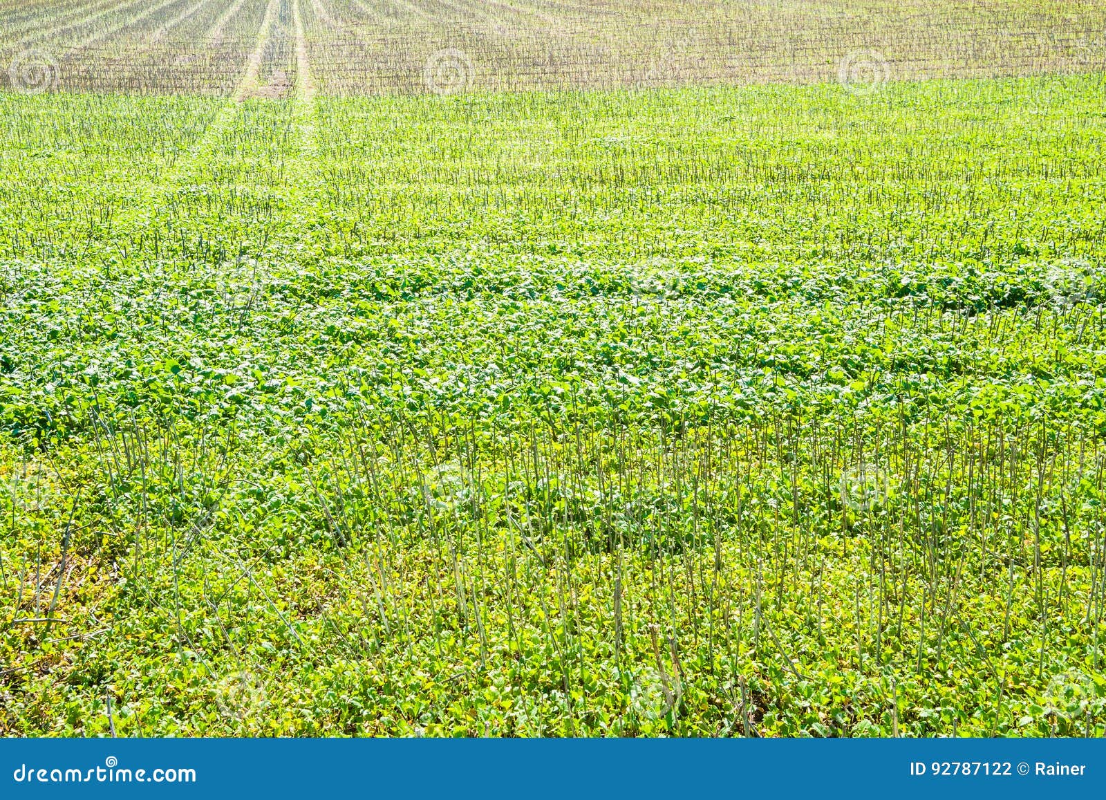 Stubble field stock photo. Image of cloudy, farmland - 92787122
