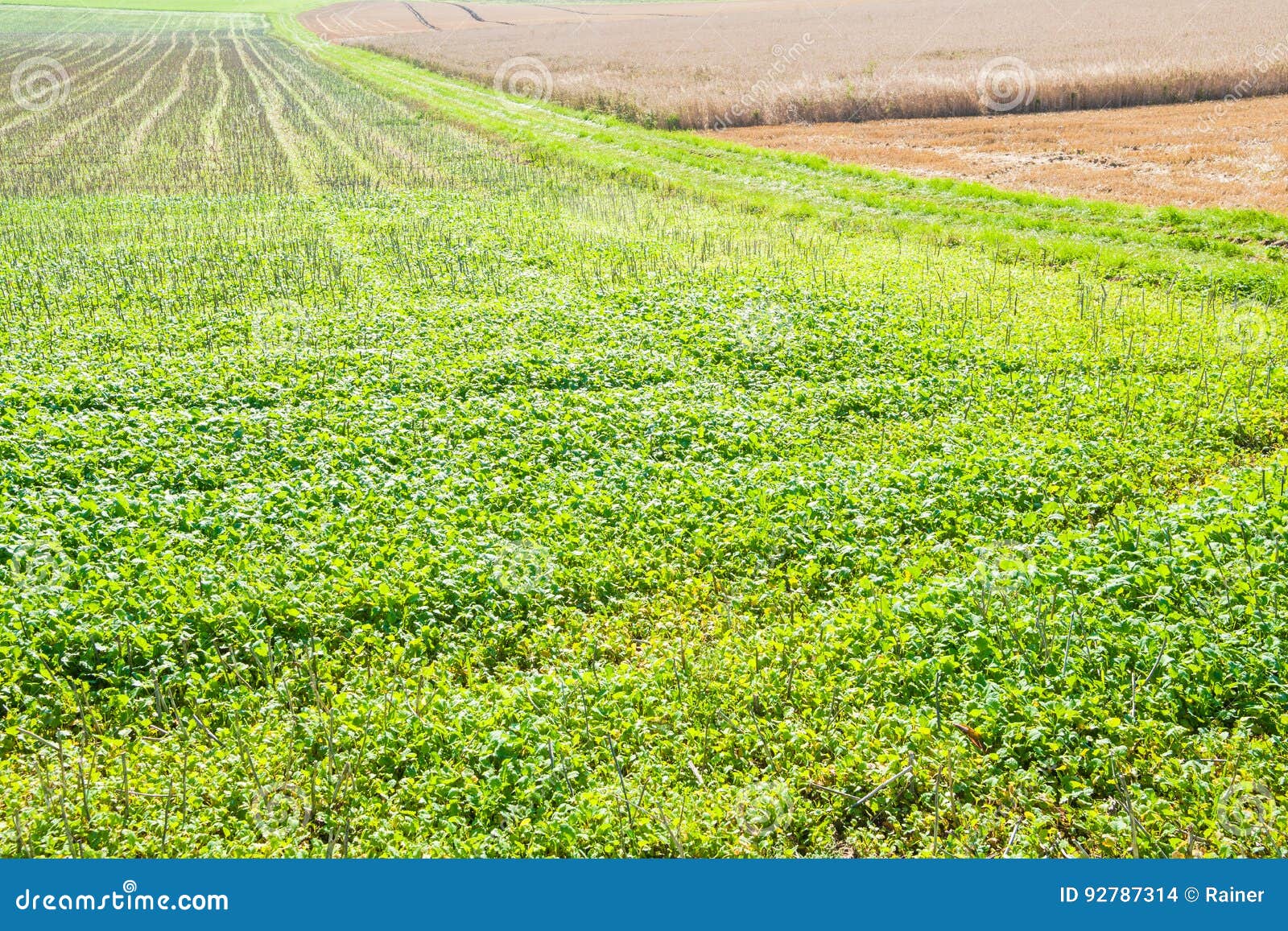 Stubble field stock photo. Image of autumn, agricultural - 92787314