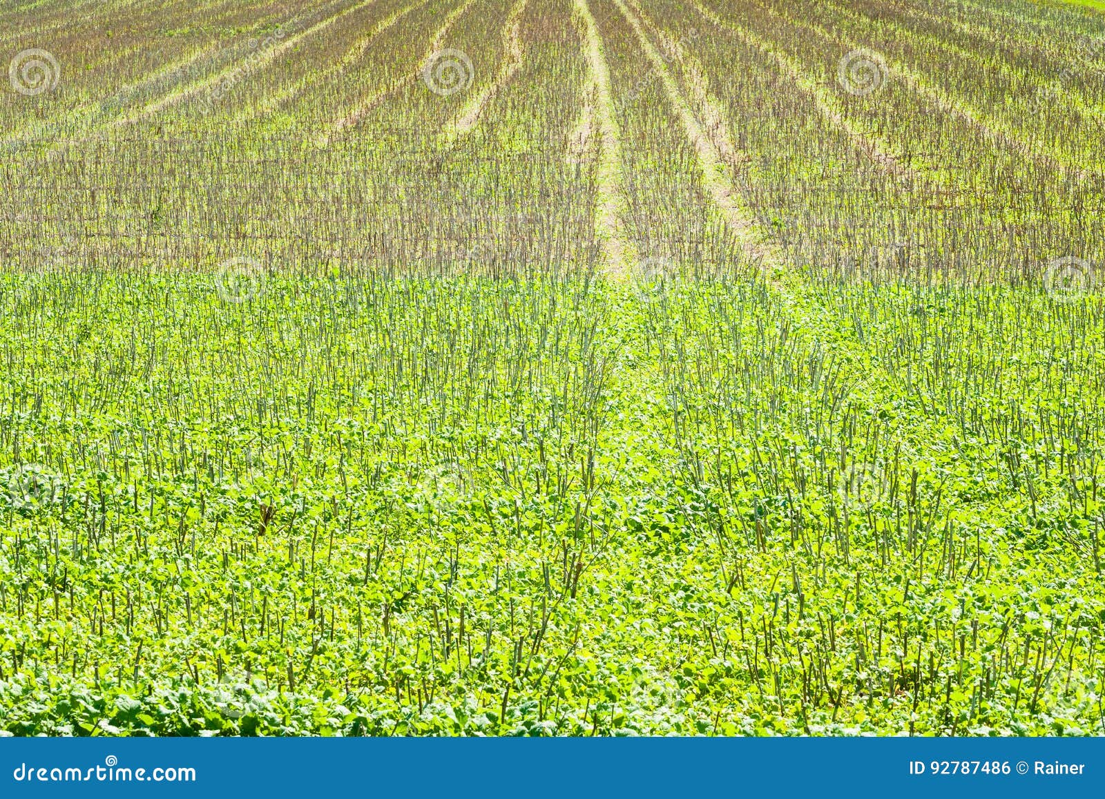 Stubble field stock photo. Image of produce, rows, outdoors - 92787486