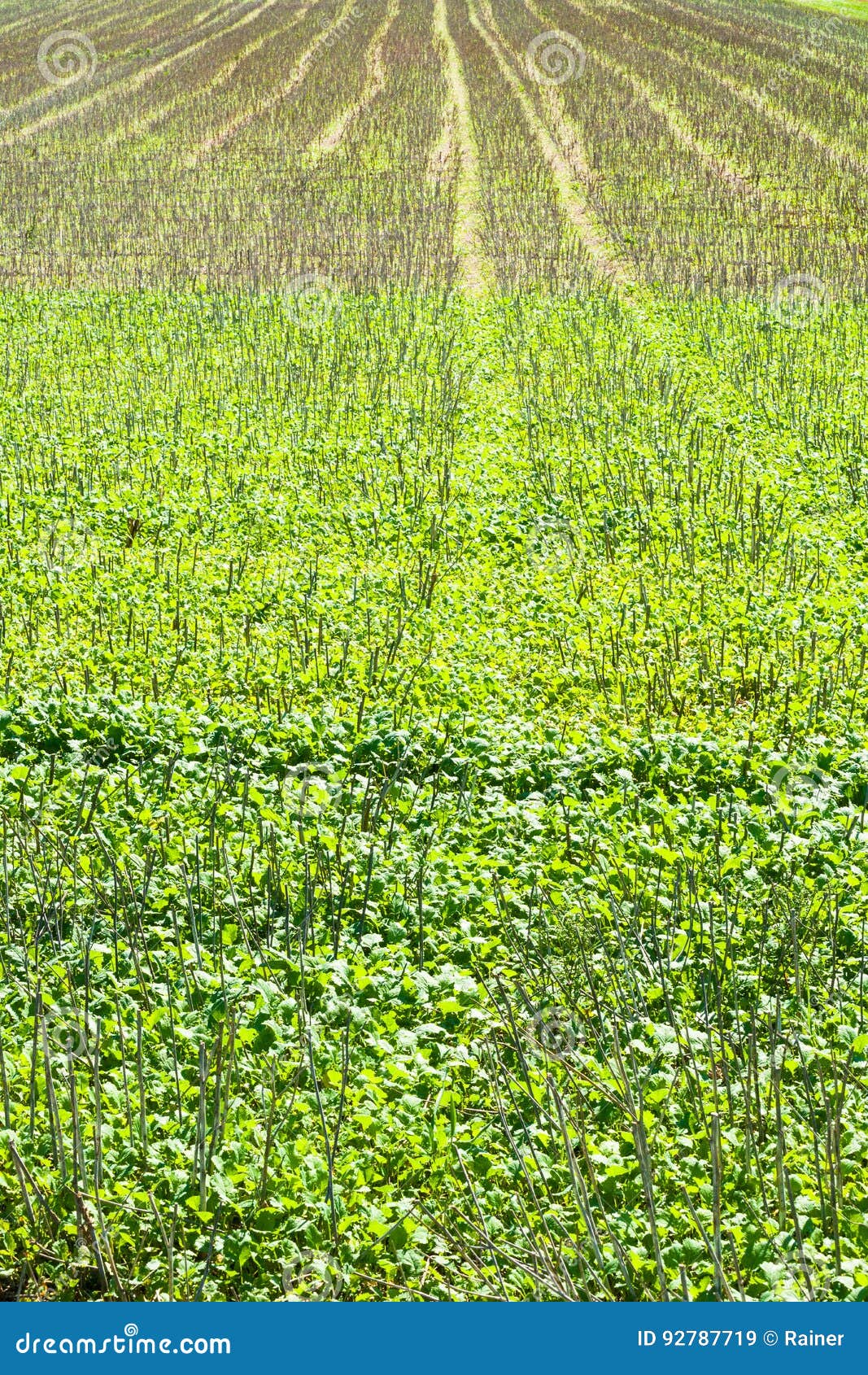 Stubble field stock image. Image of farming, land, crop - 92787719