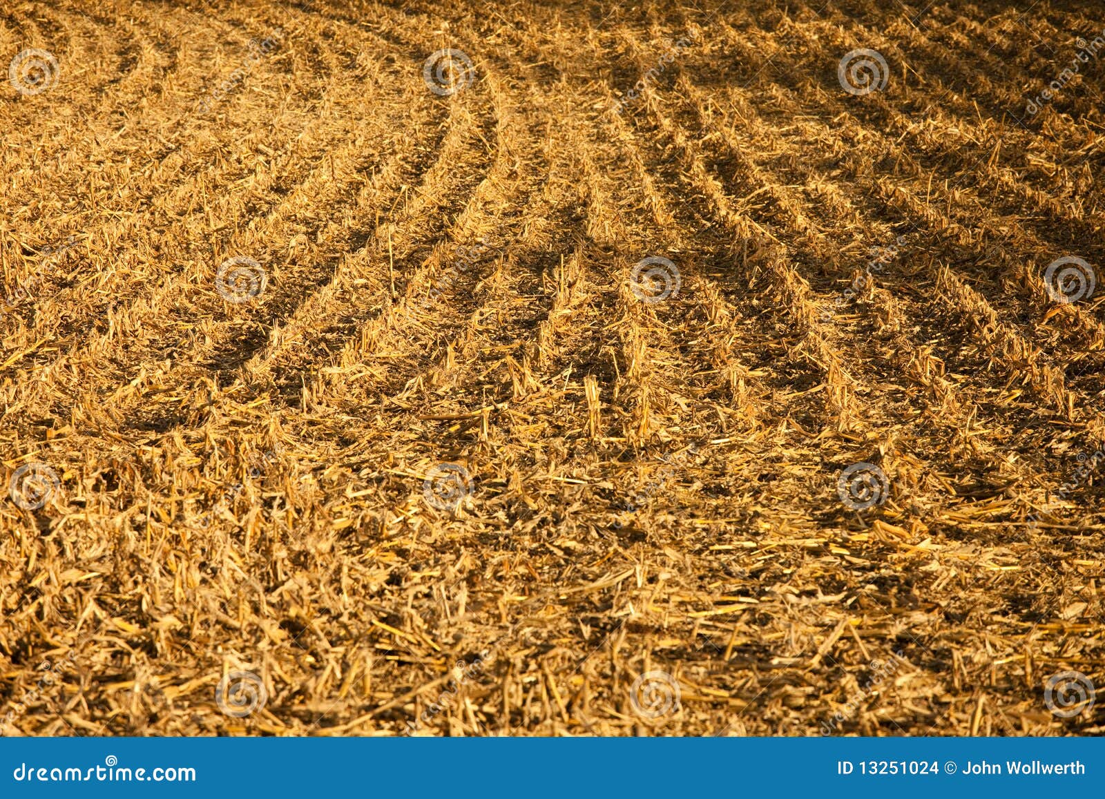 3,264 Stubble Grass Background Stock Photos - Free & Royalty-Free Stock ...