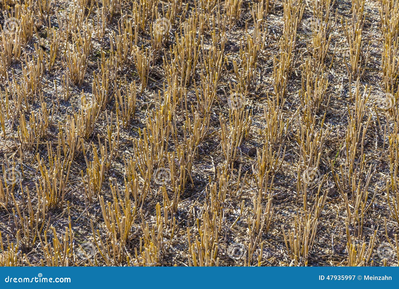 Stubble Field stock image. Image of texture, industry - 47935997